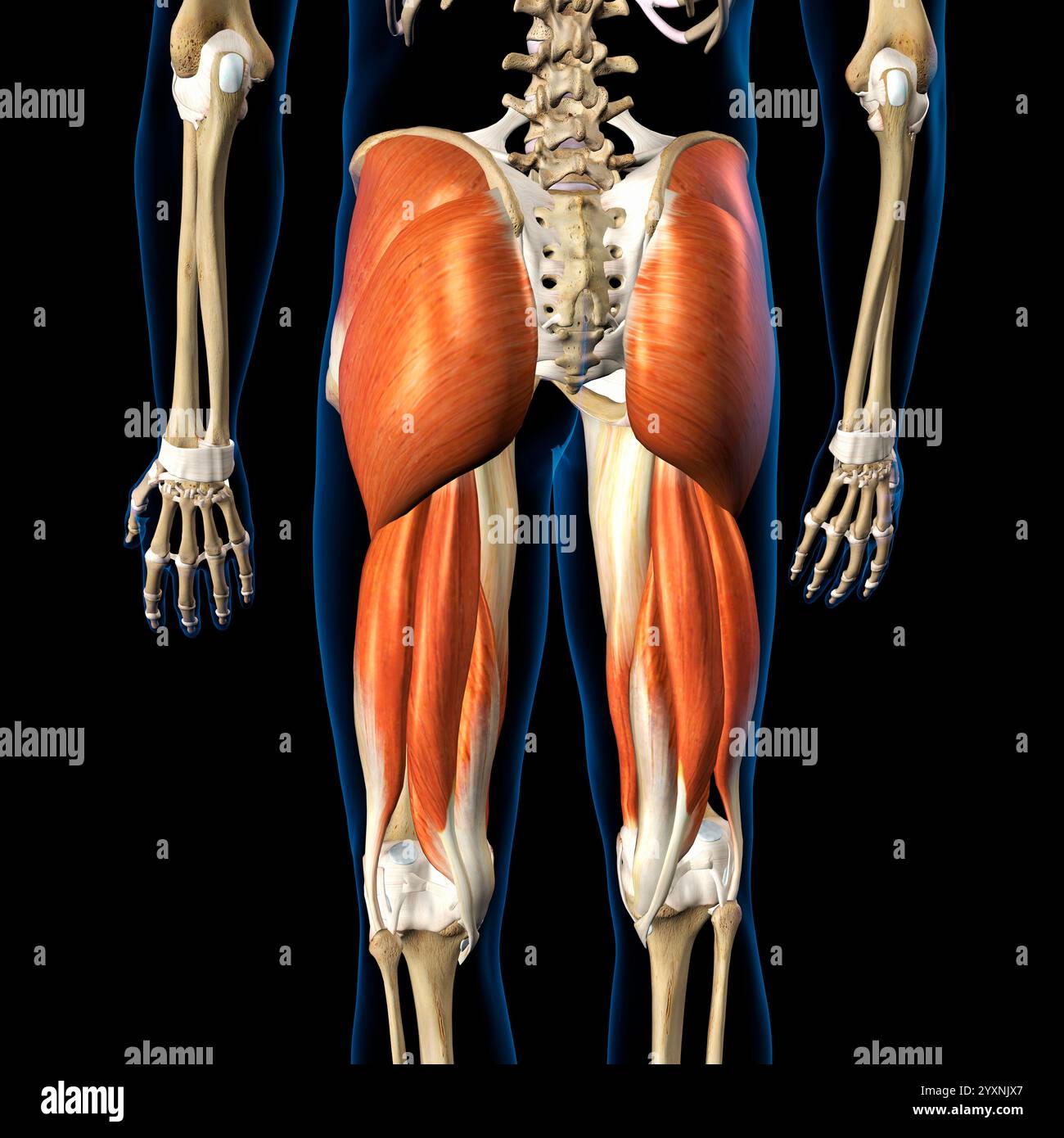 3D rendering of the hip extensor complex muscles on black background ...
