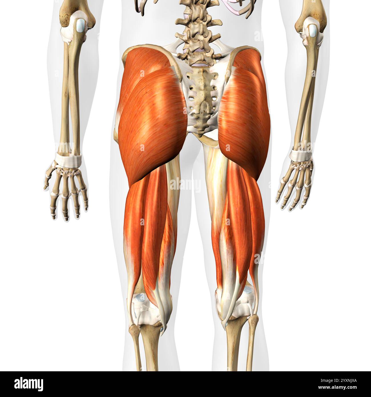 3D rendering of the hip extensor complex muscles on white background ...