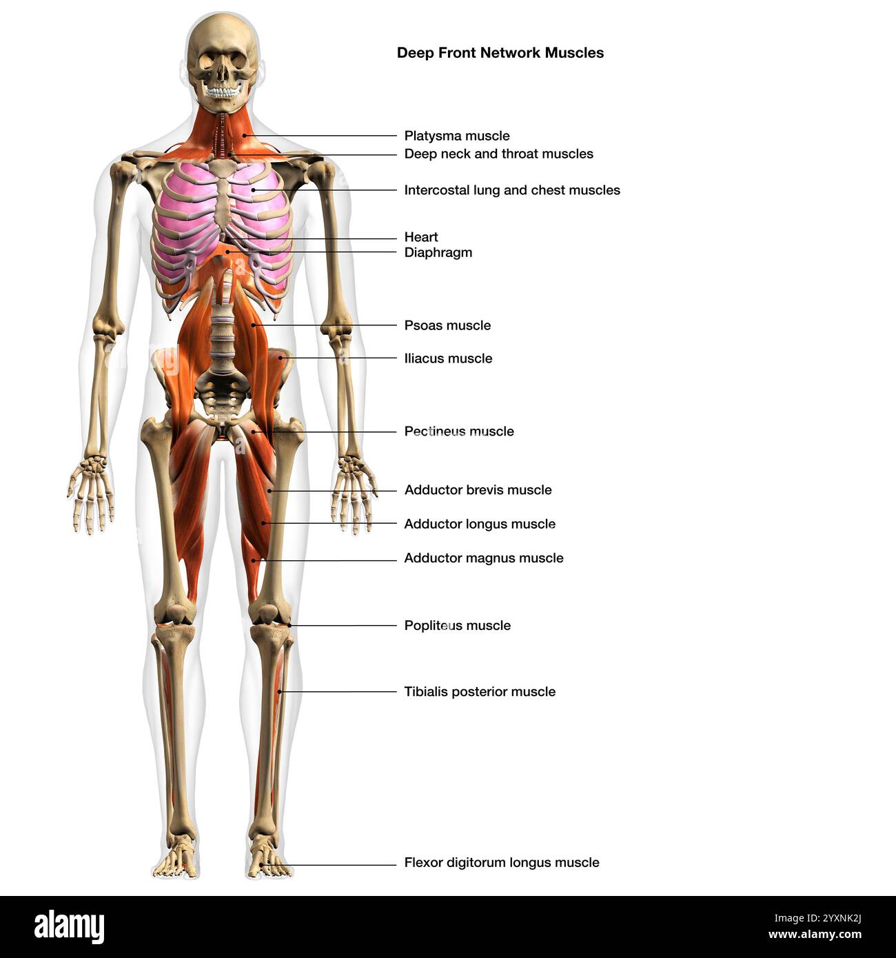 Human anatomy chart muscles hi-res stock photography and images - Alamy