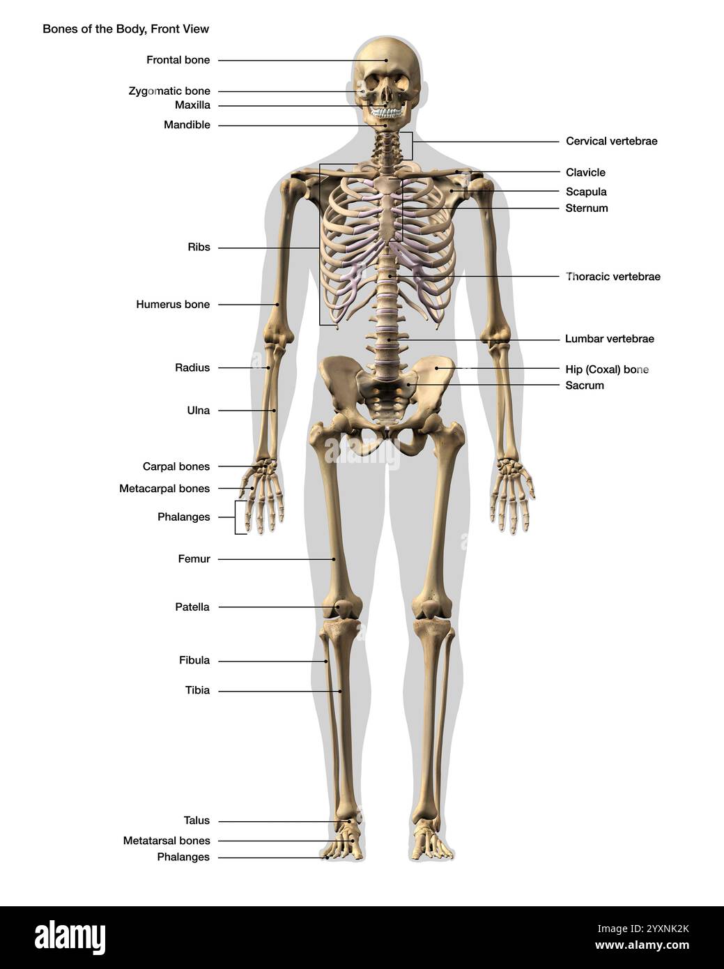 Full body muscles anatomy anterior view Cut Out Stock Images & Pictures ...