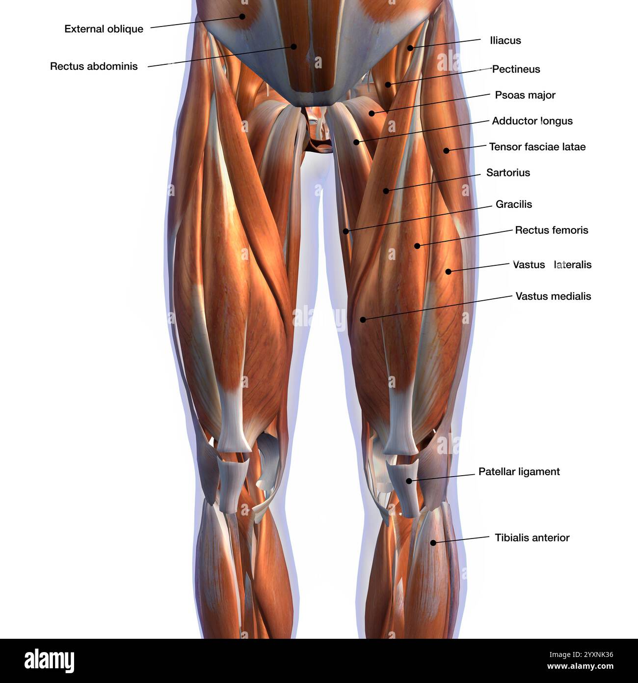 Leg Muscles Names