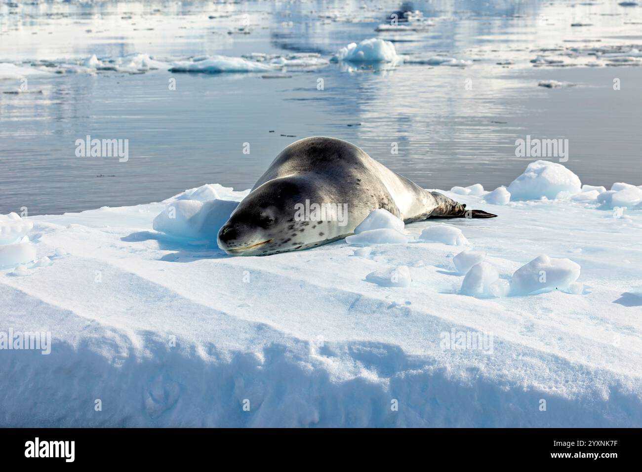 Leopard seal iceberg antarctic hi-res stock photography and images - Alamy