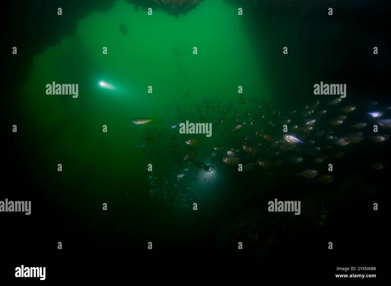 Divers with torchlights explore an underwater cave with a school of ...