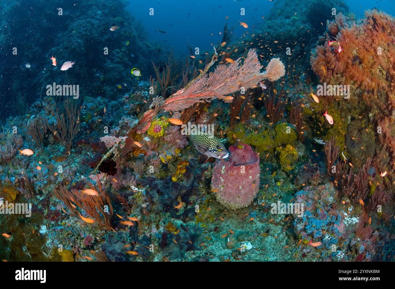 A spotted sweetlip fish and school of anthias swimming amidst a reef ...