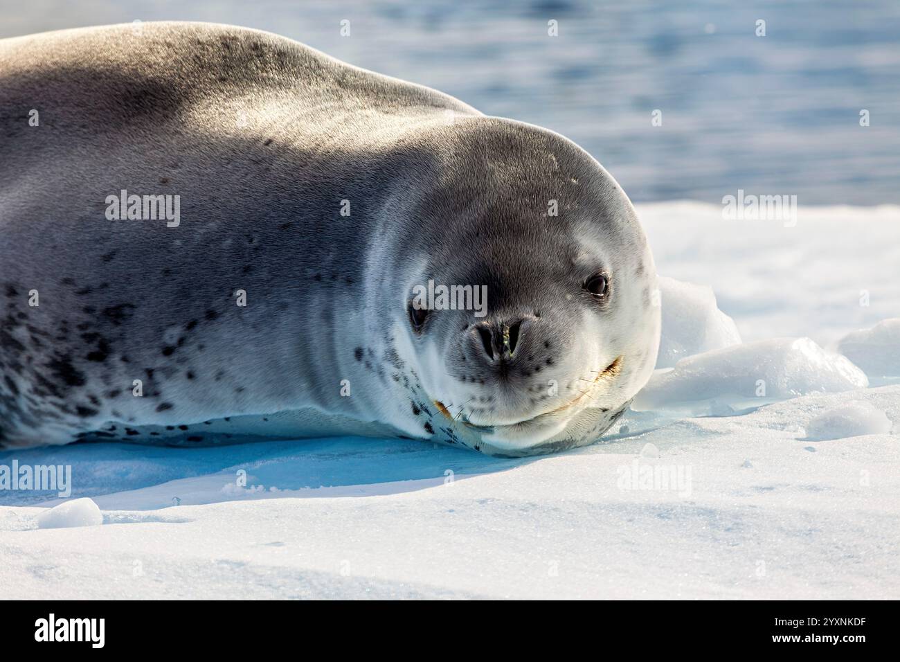 Antarctica seal hi-res stock photography and images - Alamy