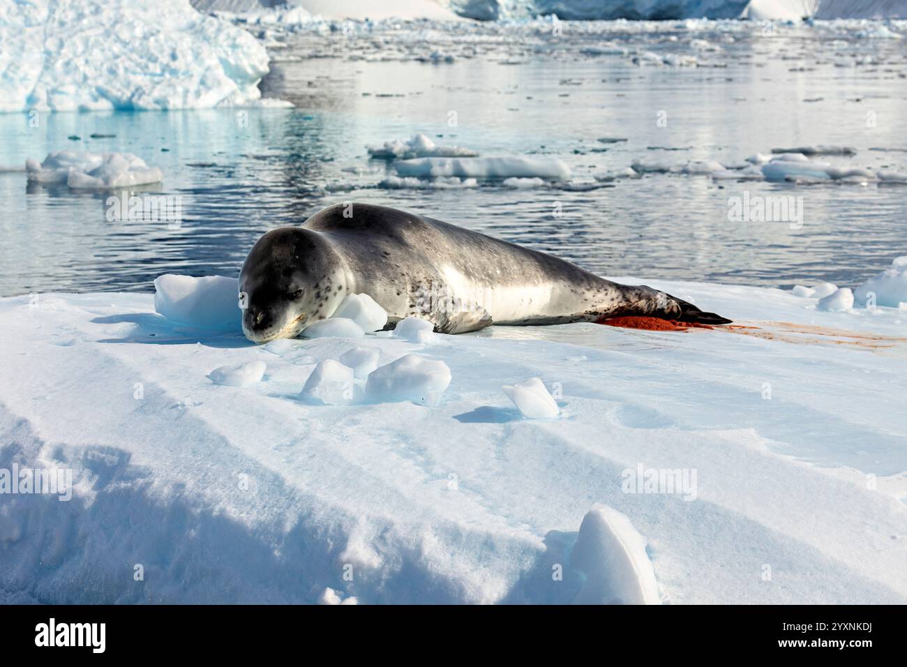 Leopard seal iceberg antarctic hi-res stock photography and images - Alamy