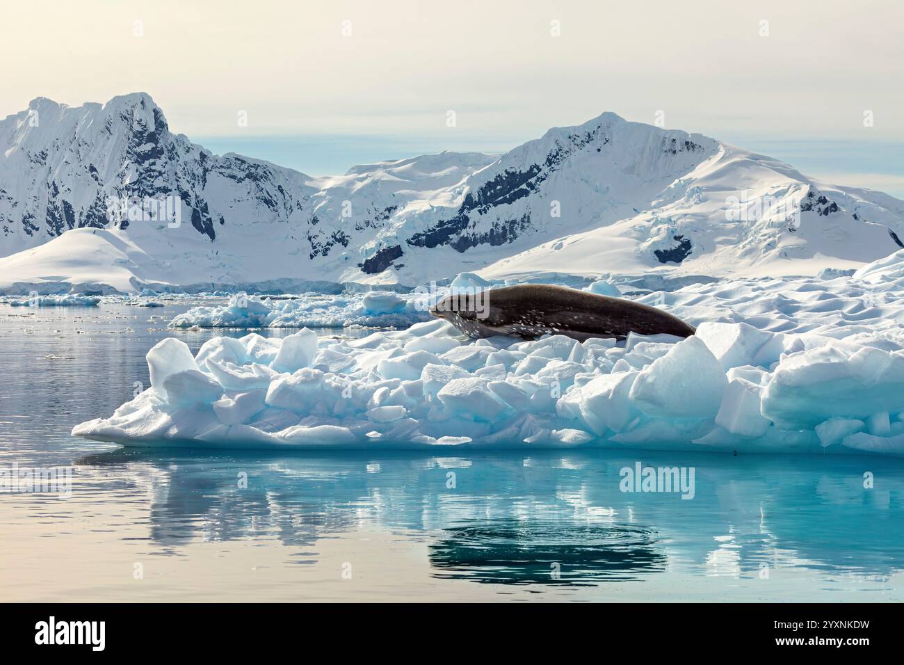 A Weddell Seal on Antarctic Ice Stock Photo - Alamy