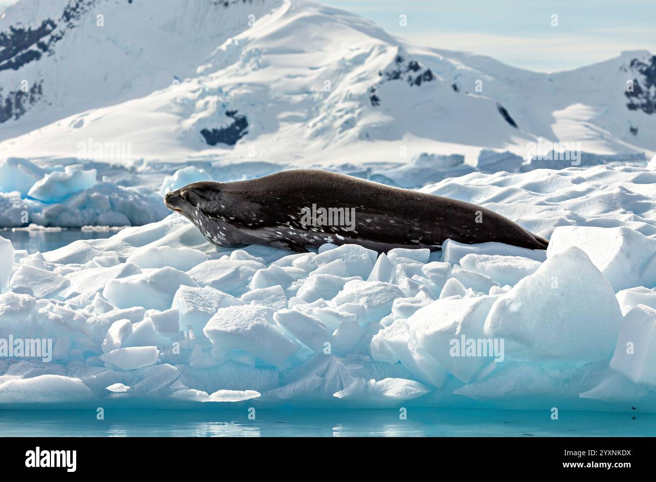 Antarctic fauna hi-res stock photography and images - Alamy