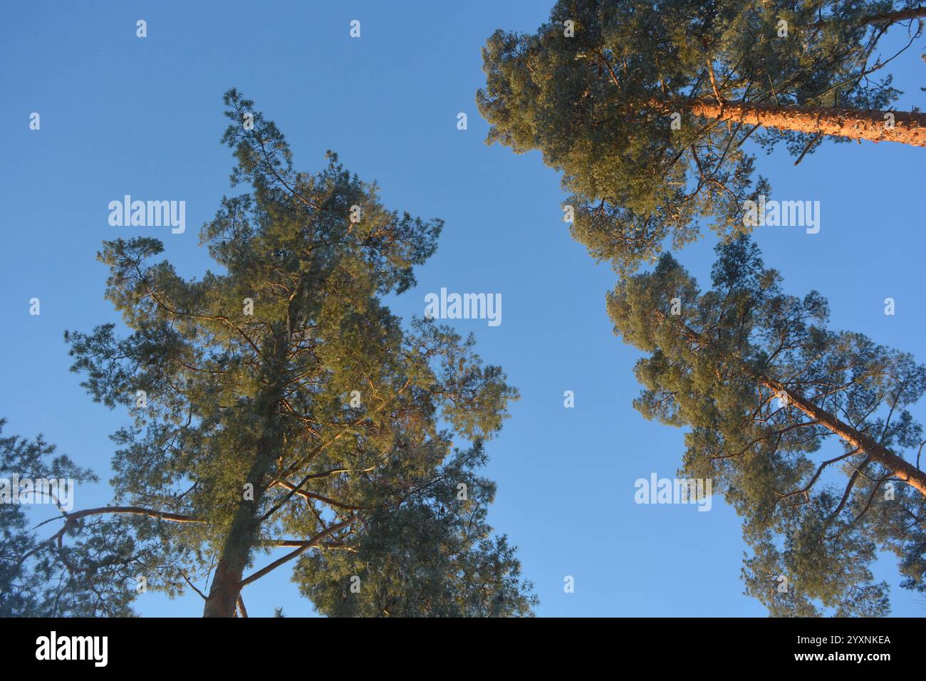 Beautiful bright winter nature, blue bright sky with long trees, long ...