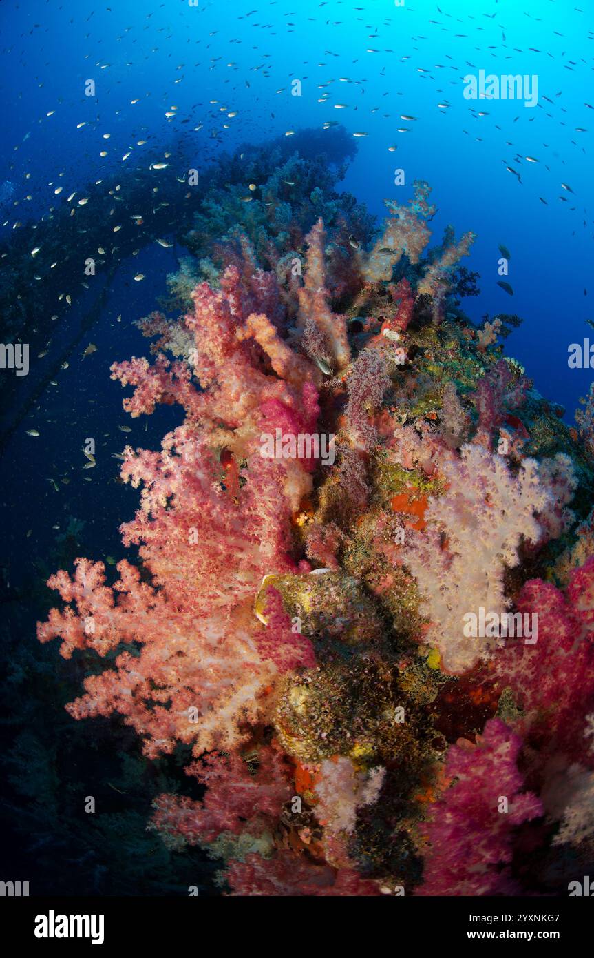 Pink and red soft coral (Dendronephthya) on a shipwreck with schooling ...