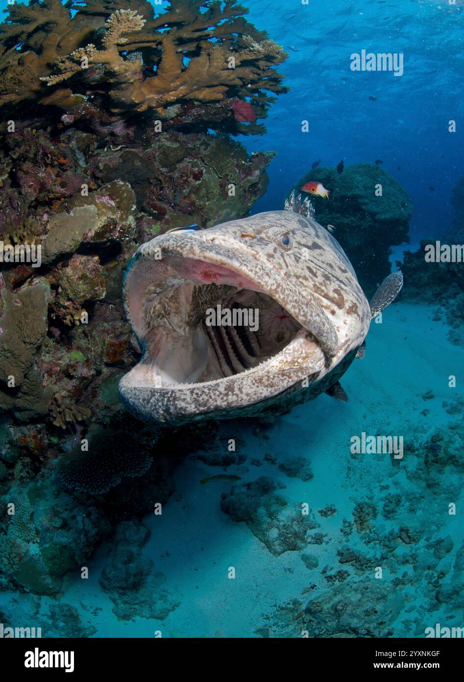 Large potato cod with mouth open wide at a cleaning station Stock Photo ...