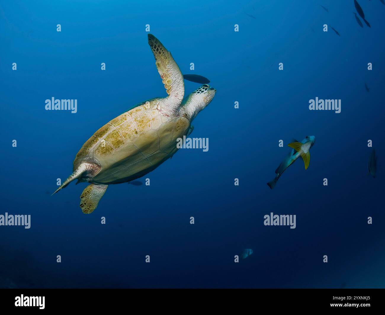Green sea turtle (Chelonia mydas) swimming next to a pinnate batfish in ...