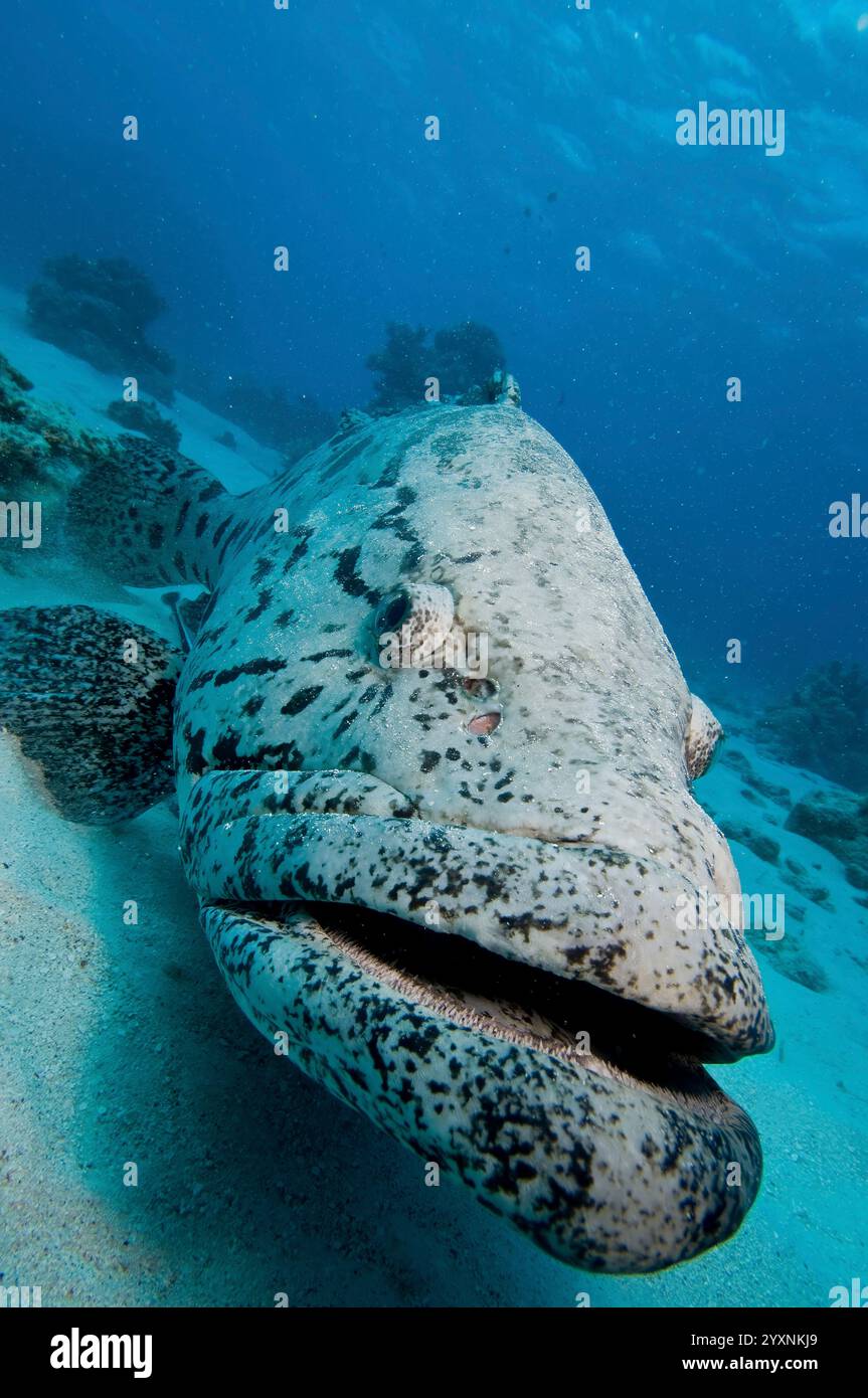 Head-on portrait of a potato cod (Epinephelus tukula Stock Photo - Alamy