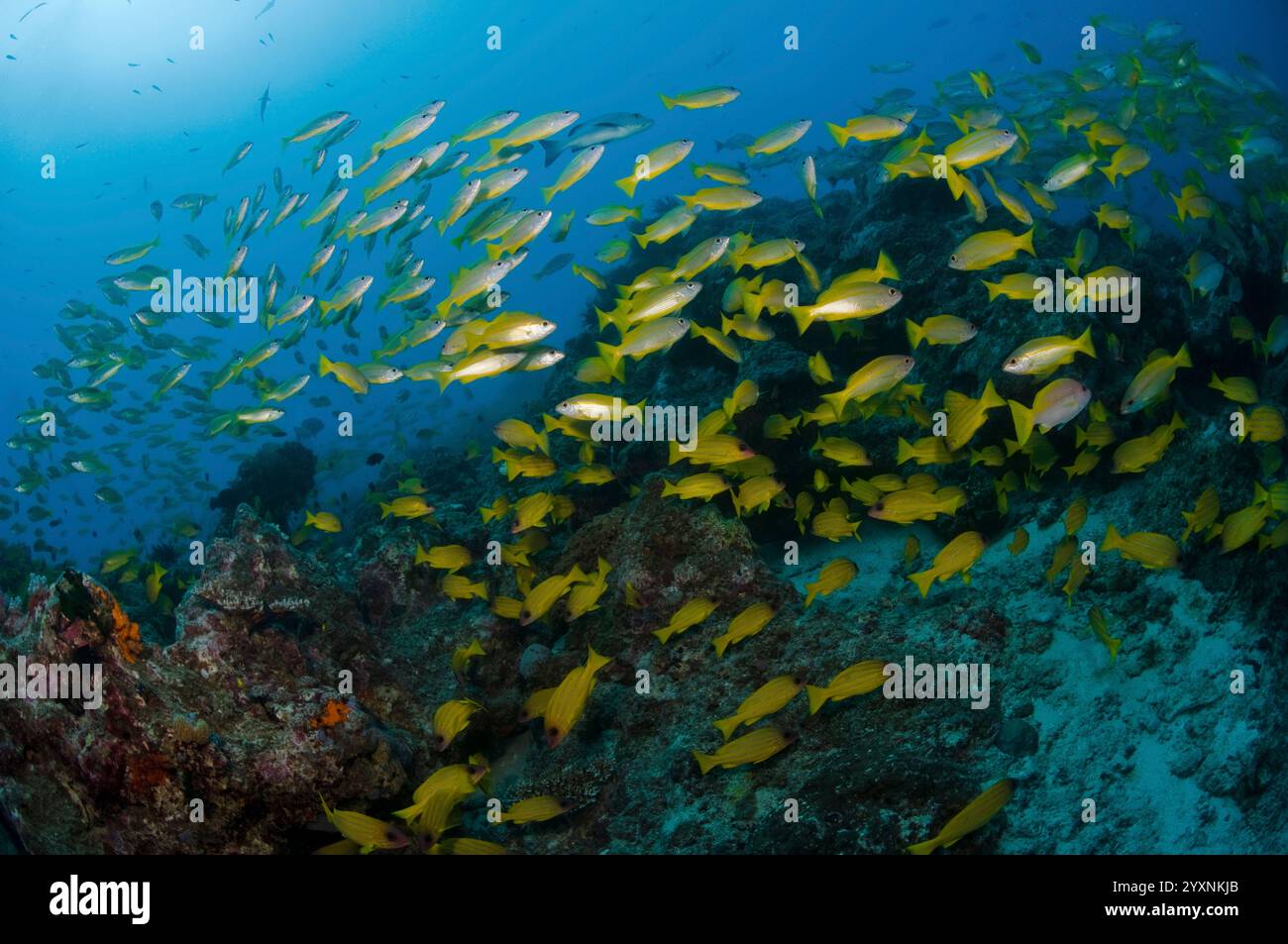 Common bluestripe snapper lutjanus kasmira hi-res stock photography and ...