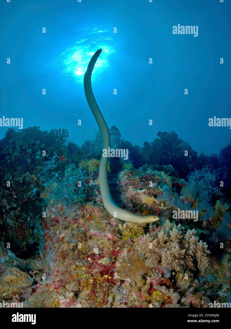 Large olive sea snake (Aipysurus laevis) over the Great Barrier Reef ...
