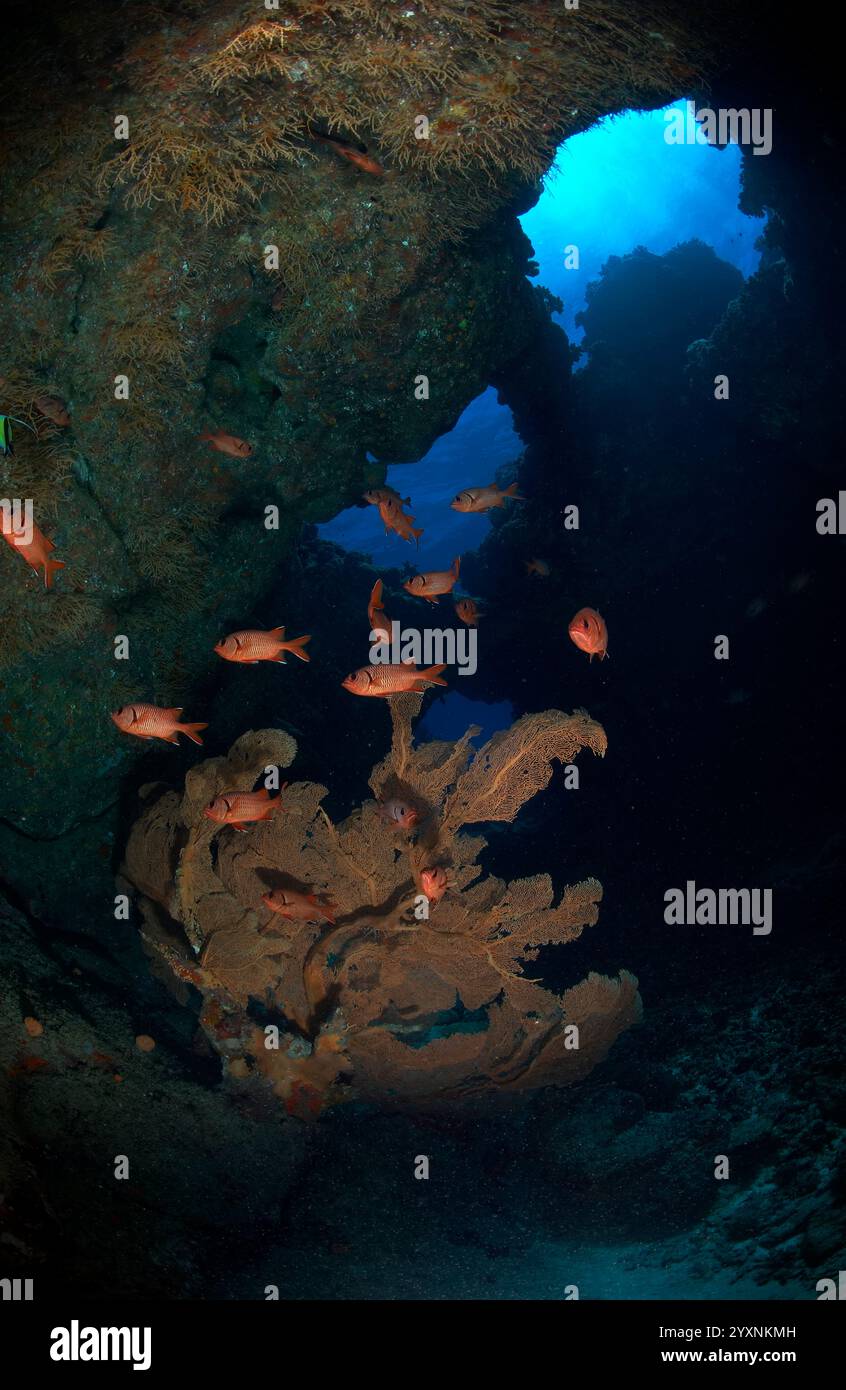 School of red soldierfish urrounding a large gorgonian sea fan ...