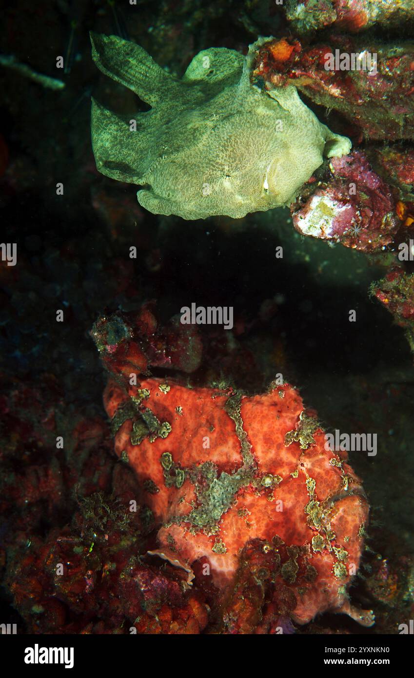 A green and red giant frogfish (Antennarius commerson), Puerto Galera ...