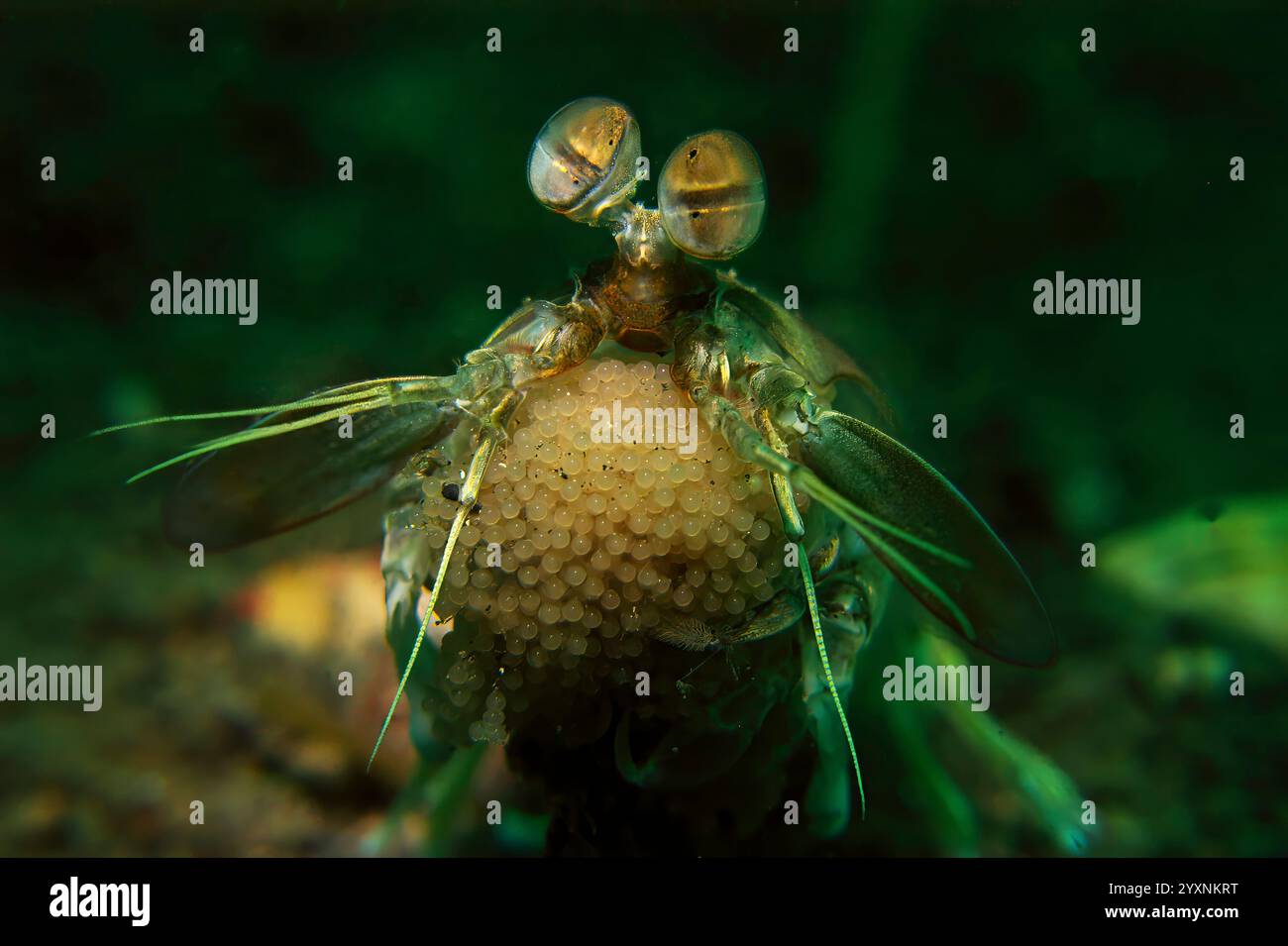 Yellw mantis shrimp with a clutch of yellow eggs, Lembeh Strait, North ...