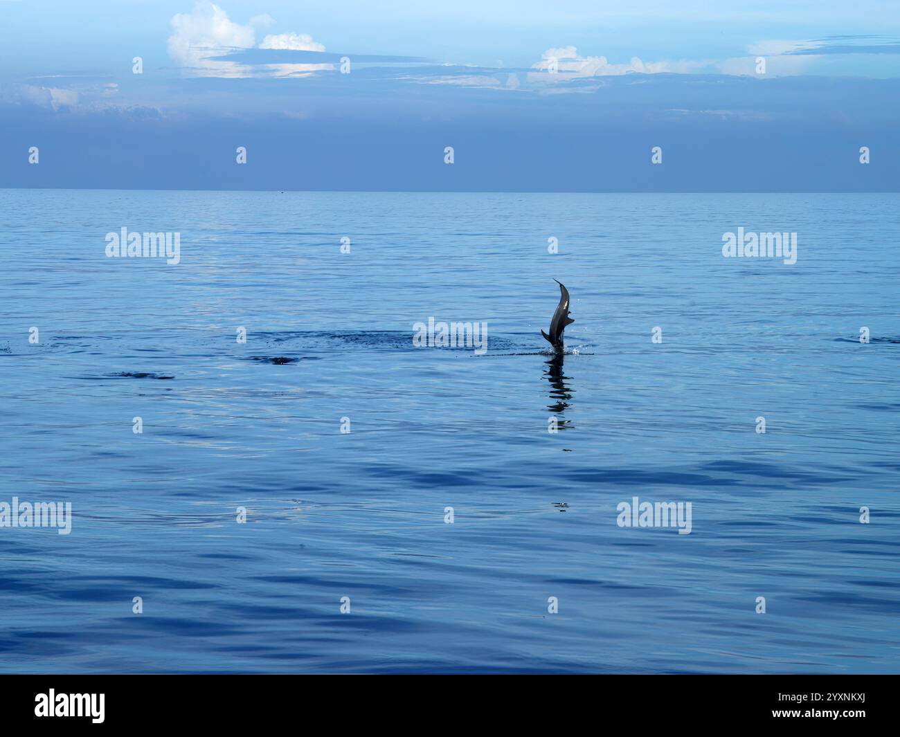 Dolphin performing a somersault over water in North Sulawesi, Indonesia ...