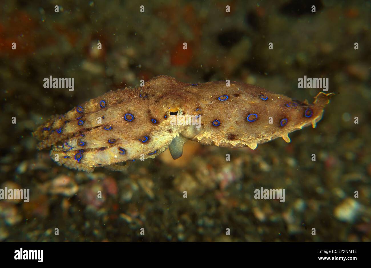 Blue-ringed octopus (‎Hapalochlaena maculosa) jetting over black sandy ...