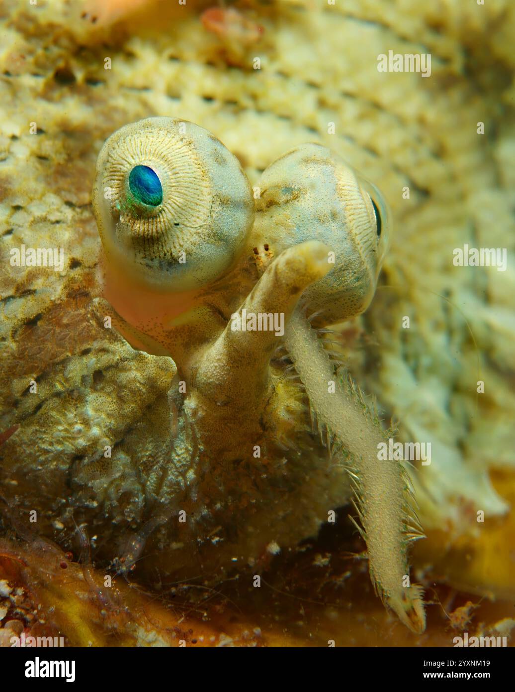 Close-up of the head of a flounder with a worm swimming between its ...