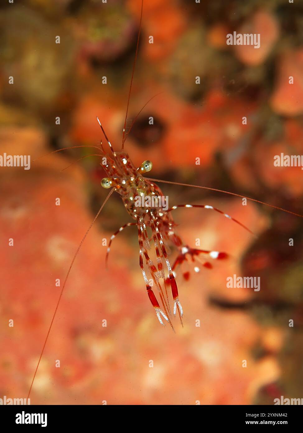 Tiny red and white spotted shrimp in mid-water, Manado, North Sulawesi ...