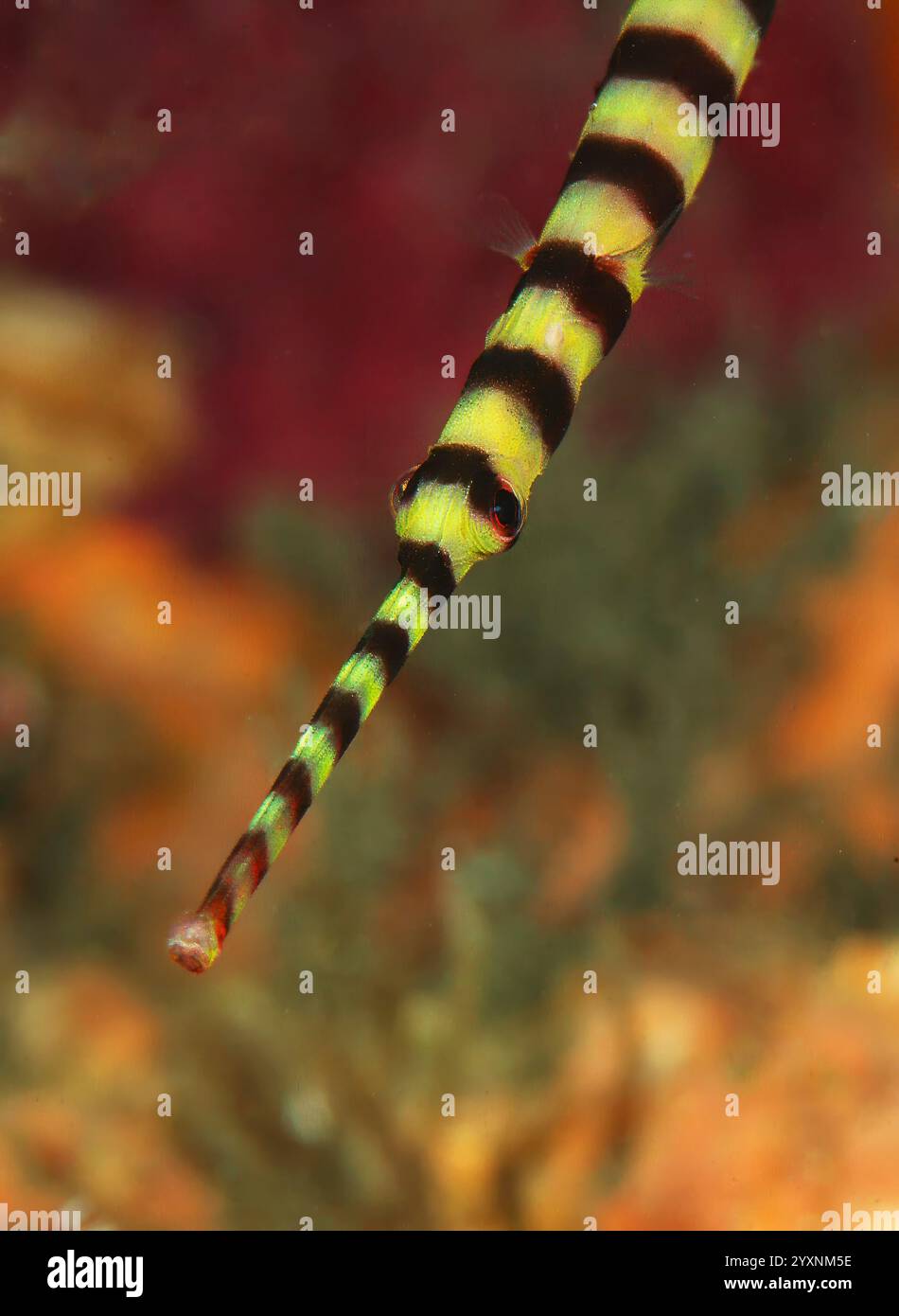 Face portrait of a yellowbanded pipefish (Dunckerocampus pessuliferus ...