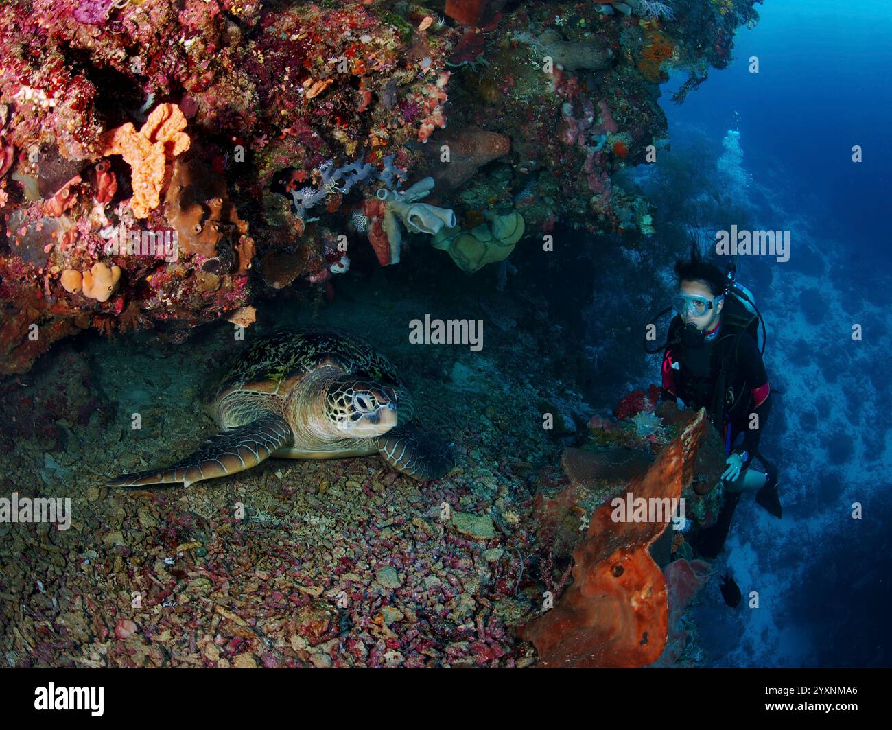 Diver watching a large green sea turtle (Chelonia mydas) on a reef ...