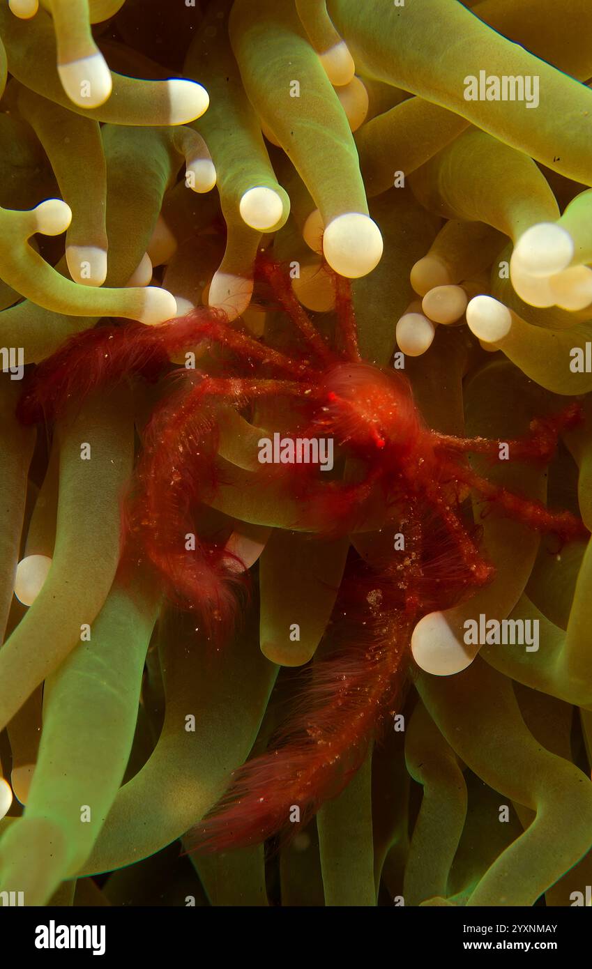Red hairy orang-utan crab (Achaeus japonicus) on mushroom coral ...