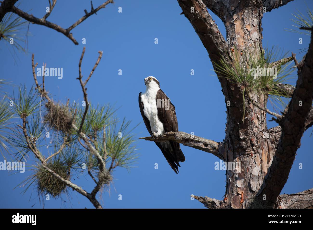 An adult osprey hi-res stock photography and images - Alamy