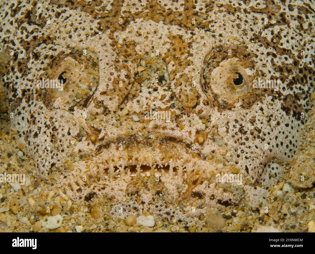 Face of a stargazer fish hiding in the sand, Puerto Galera, Philippines ...