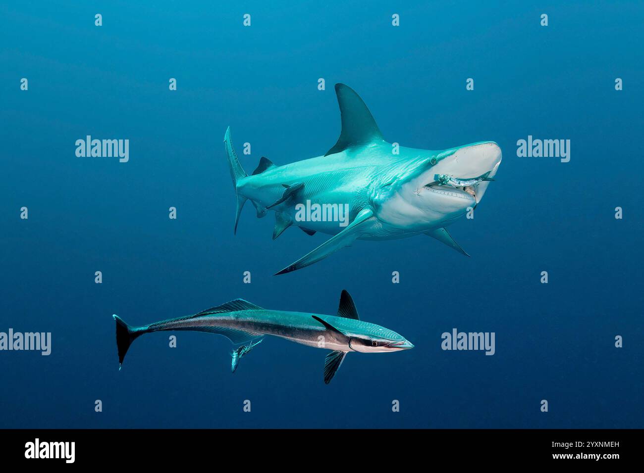 An oceanic blacktip shark eats a sardine with a remora looking on ...