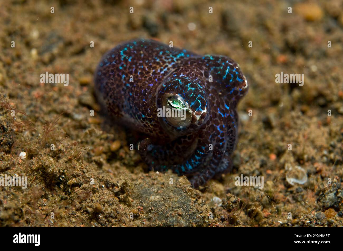 Tiny bobtail squid (order Sepiolida) in the sand, Tulamben, Bali ...