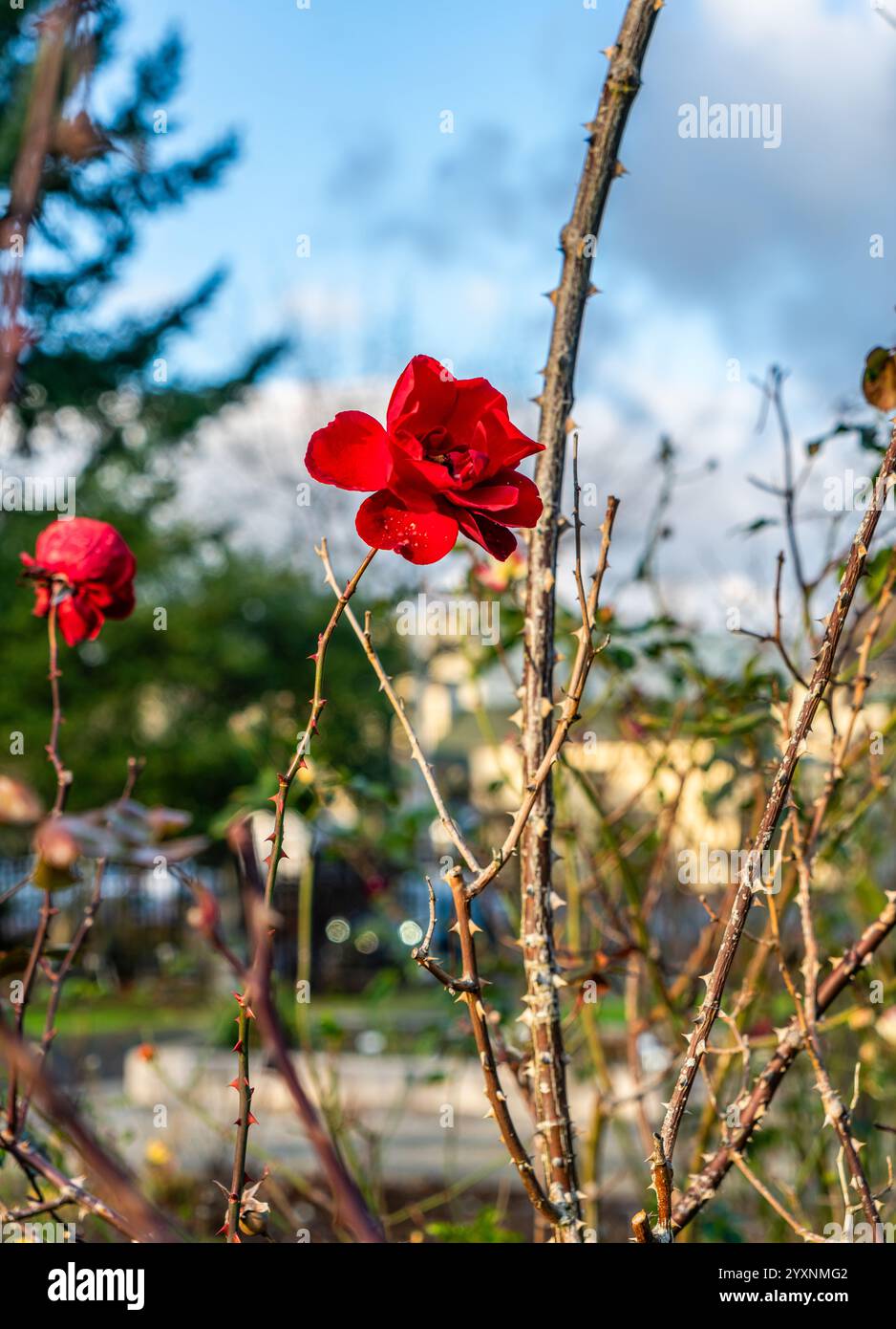 Roses bloom in a garden in Seatac, Washington in December Stock Photo ...