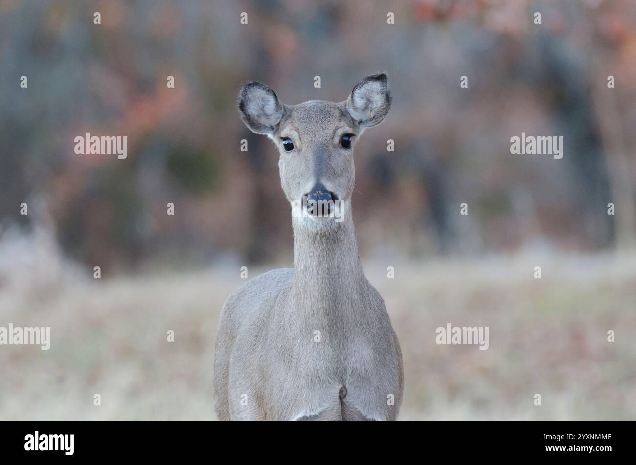 Female whitetail deer odocoileus hi-res stock photography and images ...
