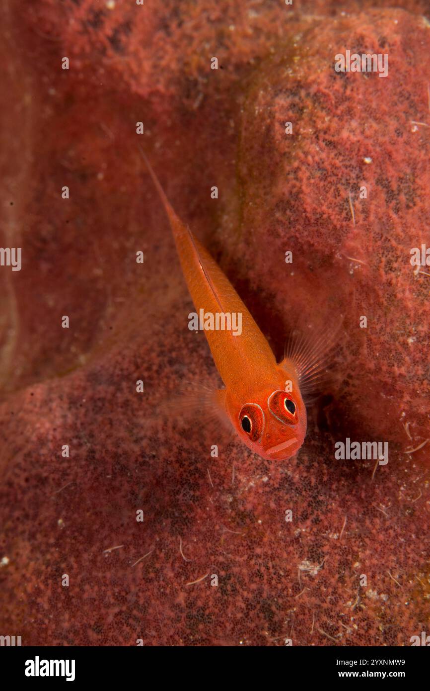 Dwarf pygmy goby hi-res stock photography and images - Alamy