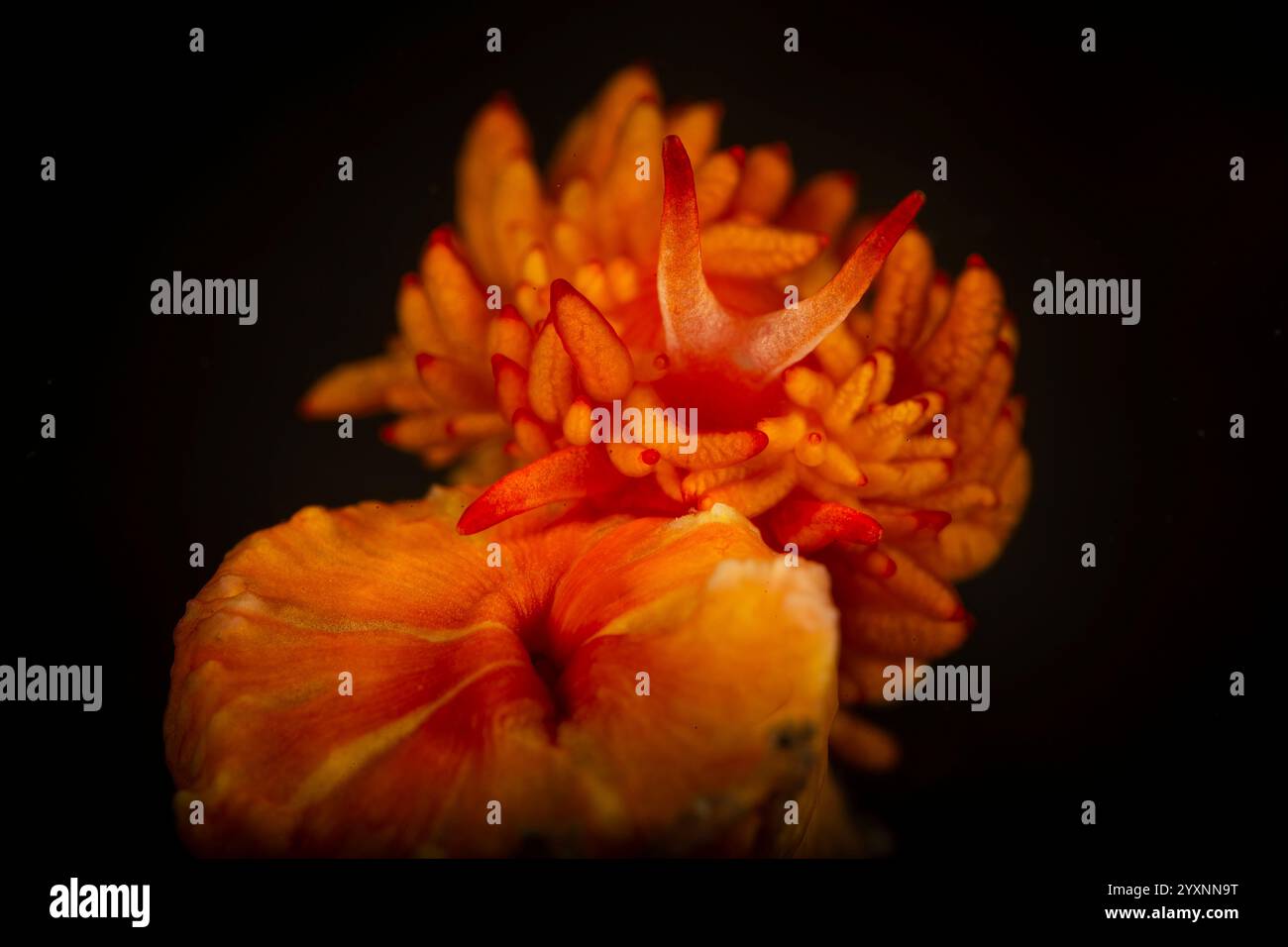 Phestilla nudibranch hi-res stock photography and images - Alamy