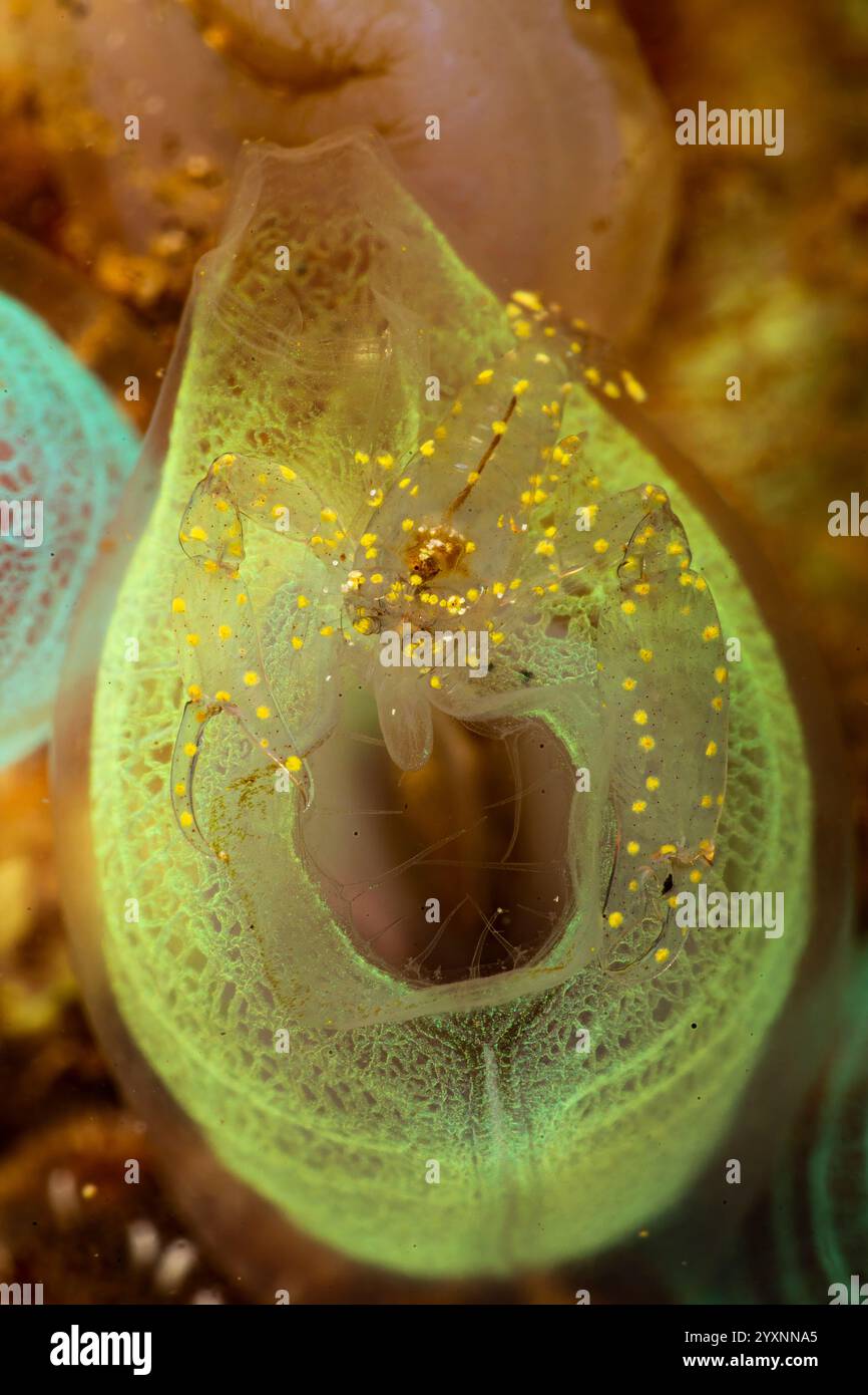 Transparent shrimp with yellow dots on fluorescent yellow sea squirt ...