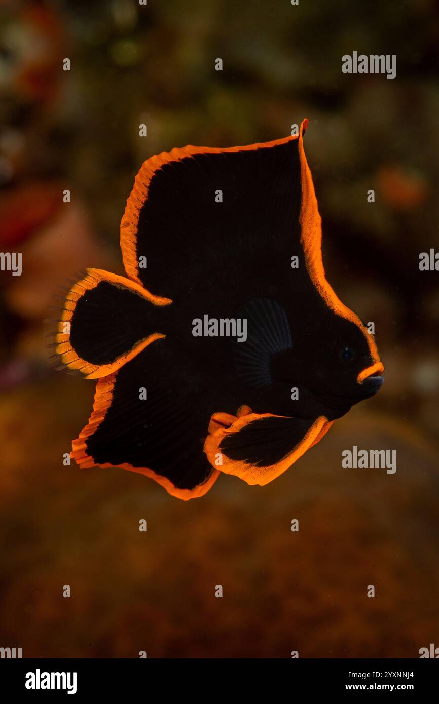 Juvenile dusky batfish (Platax Pinnatus), Lembeh Strait, North Sulawesi ...