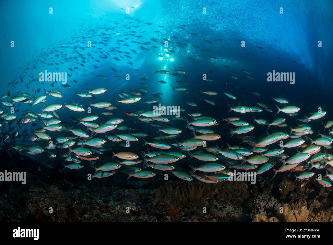 Large school of neon fusilier fish (Pterocaesio tile), Cenderawasih Bay ...