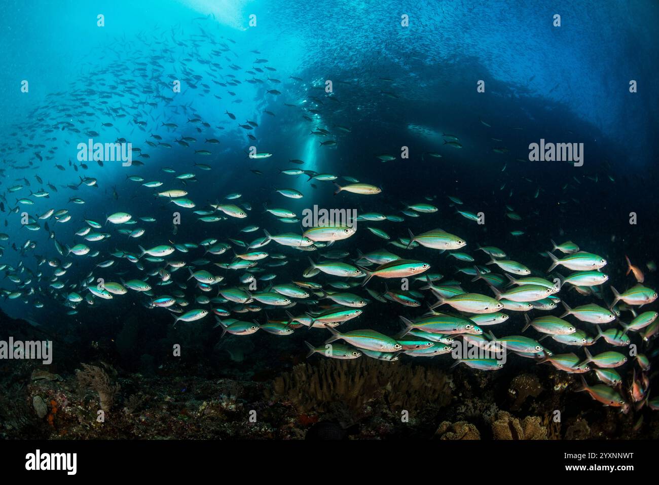Large school of neon fusilier fish (Pterocaesio tile), Cenderawasih Bay ...