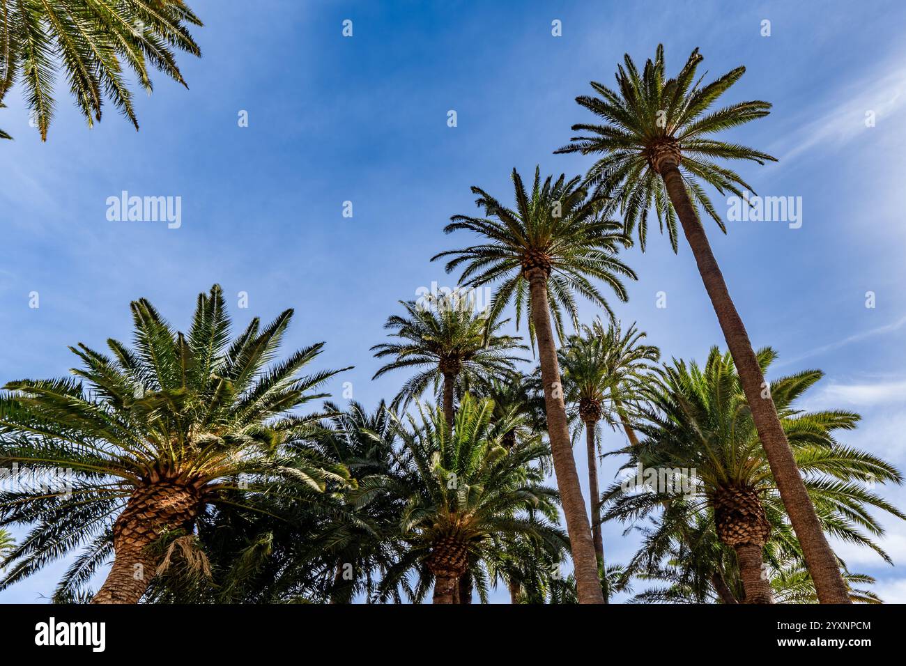 A group of palm trees are in a lush green forest with a clear blue sky ...