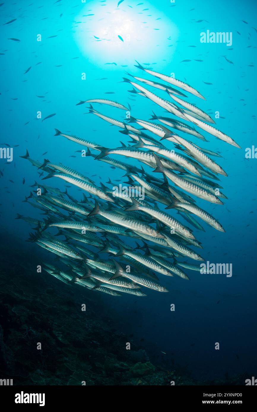 School of chevron barracuda with sun ball overhead, Raja Ampat, West ...