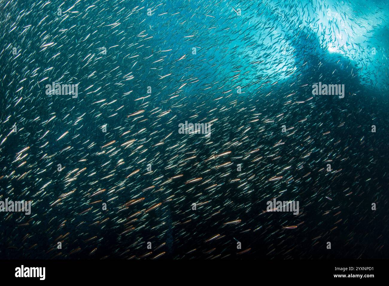 Dense school of fish, Raja Ampat, West Papua, Indonesia Stock Photo - Alamy