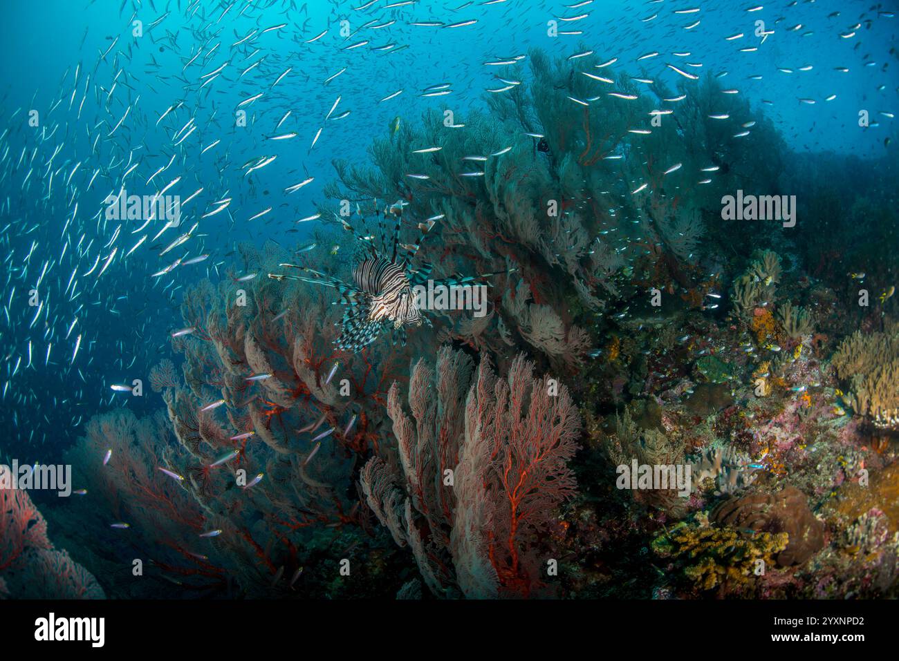 School of silvery fish and a lionfish in front of a cluster of ...