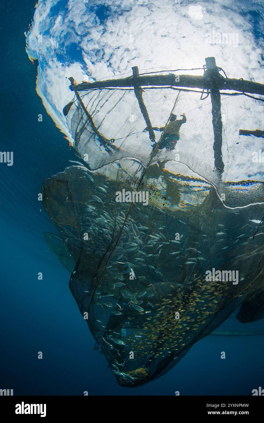 Fisherman hauling his net full of fish on his bagan, Cenderawasih Bay ...