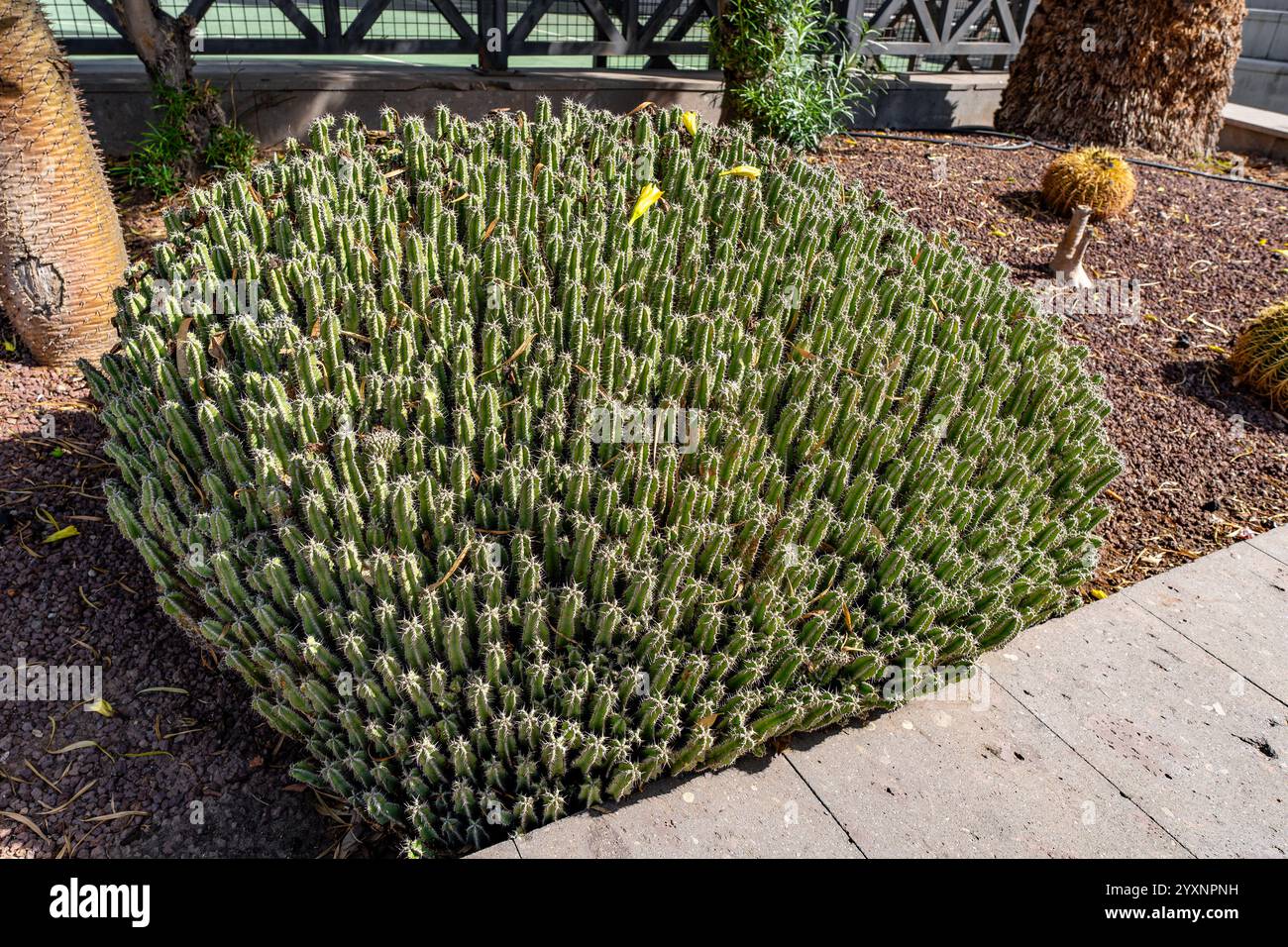A small bush with green leaves and brown stems. The bush is in a garden ...