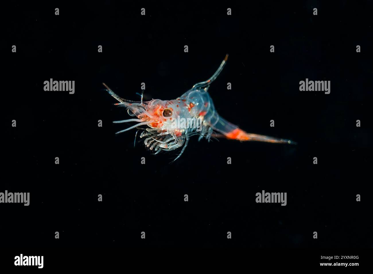 Single krill specimen (Euphausiacea) at night in black water, Raja ...