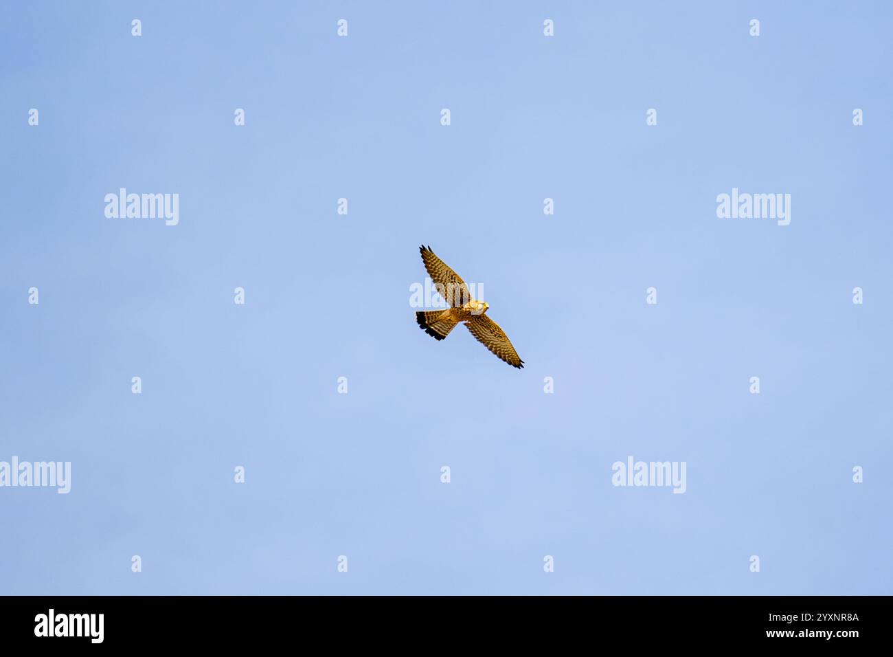 A bird is flying in the sky with a blue background. The bird is yellow ...