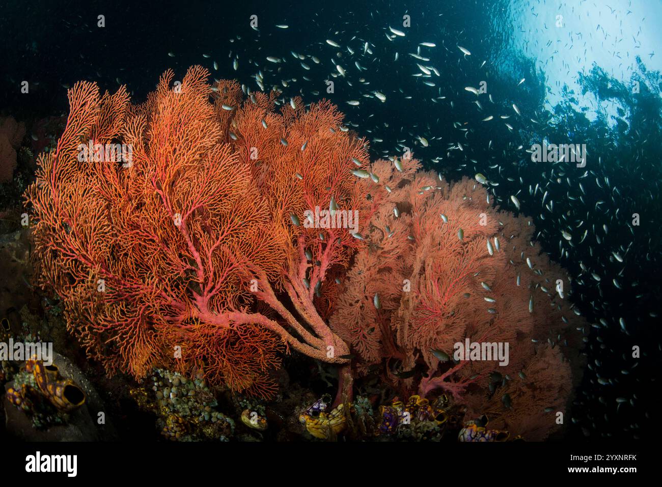 School of silver glassfish surrounding large red gorgonian sea fans ...